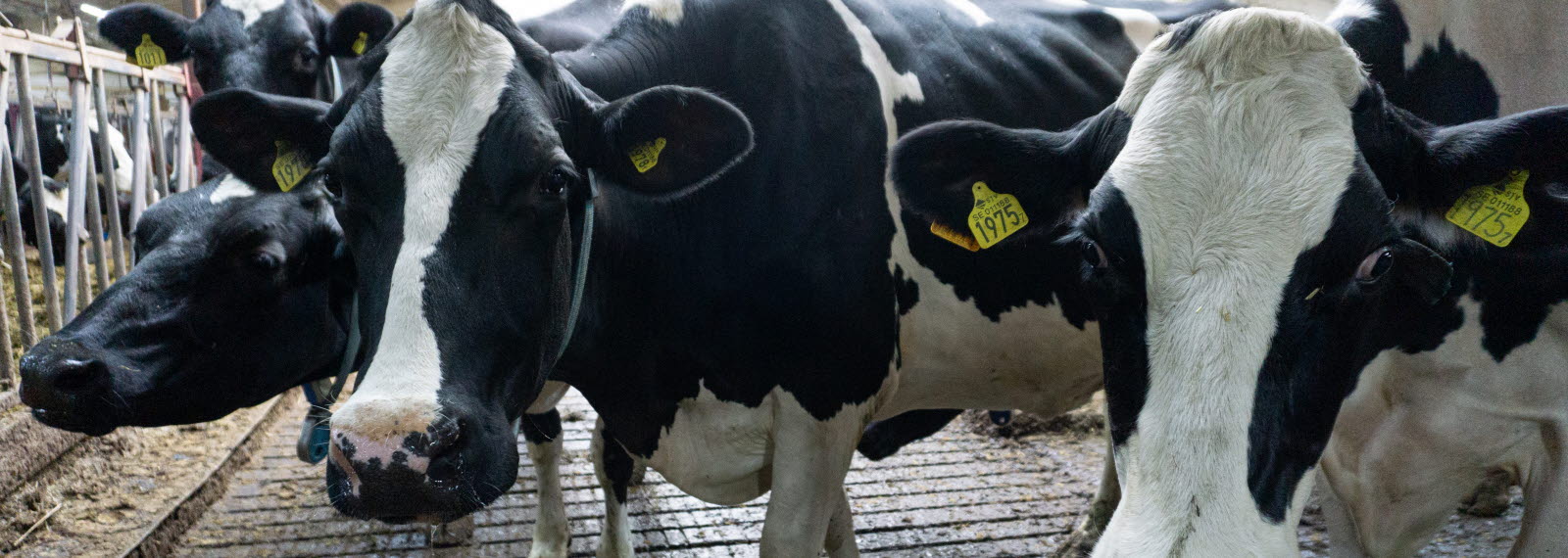 Smart lighting control helps farmers - Exaktor